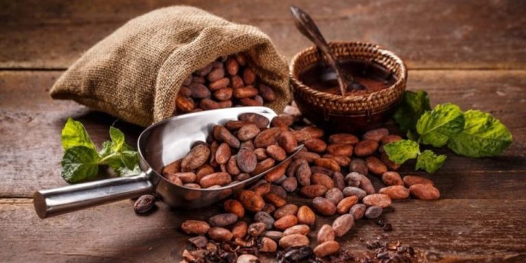 Origin and Impressive Cocoa Benefits - ebuddynews