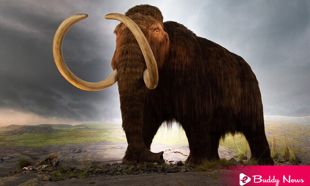 Scientists Trying To Create Woolly Mammoth To Heal The Earth