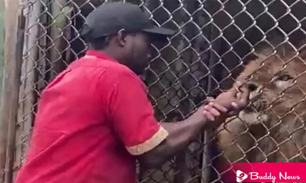 Lion Ripped Off Zookeeper Finger In An Attack At Jamaica Zoo